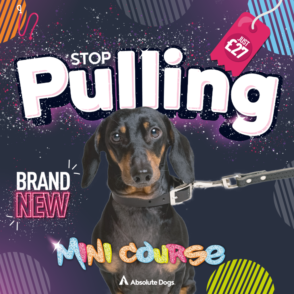 Stop Pulling – Good Dawgi